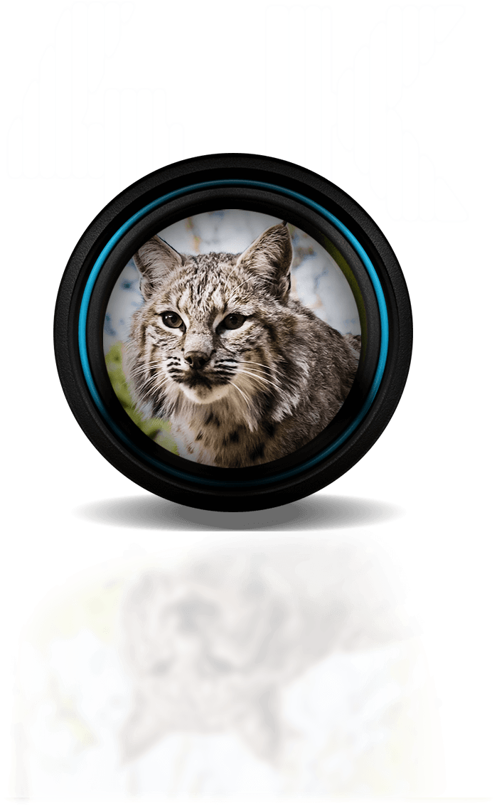 Night Stalker 4K - PARD